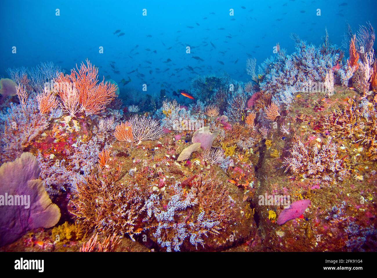 Kaleidoscope of colors composed of sea fans, sponges, and corals, Coiba ...