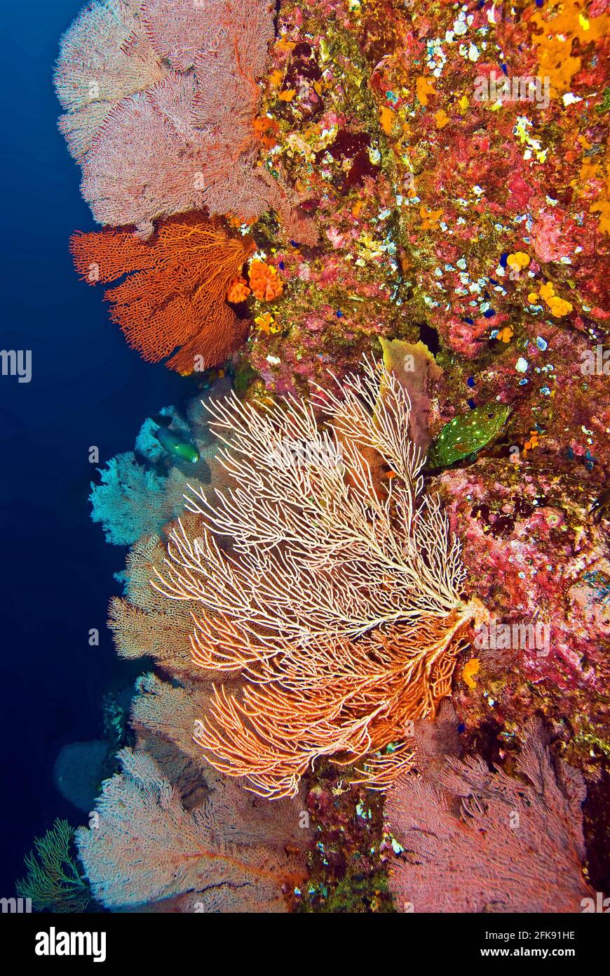 Kaleidoscope of colors composed of sea fans, sponges, and corals, Coiba ...