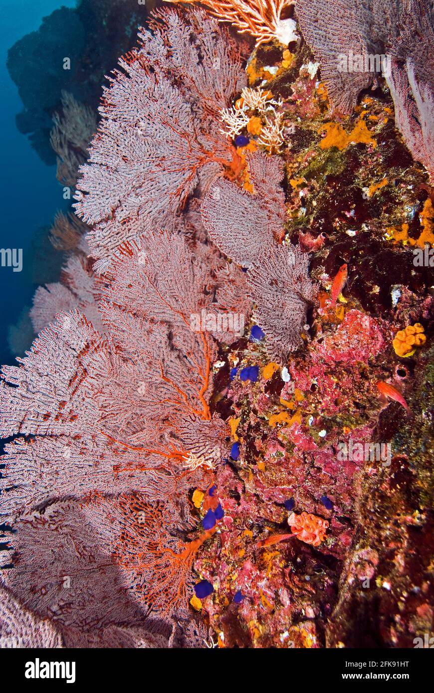 Kaleidoscope of colors composed of sea fans, sponges, and corals, Coiba ...