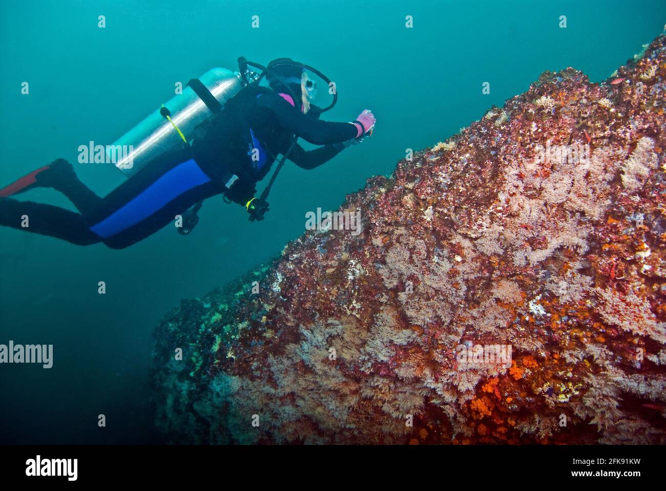 Scuba diver with camera over huge colorful coral head, Coiba Marina ...