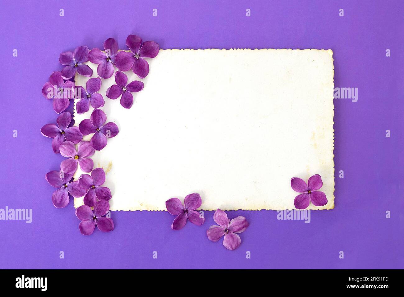 Empty lilac background hi-res stock photography and images - Alamy