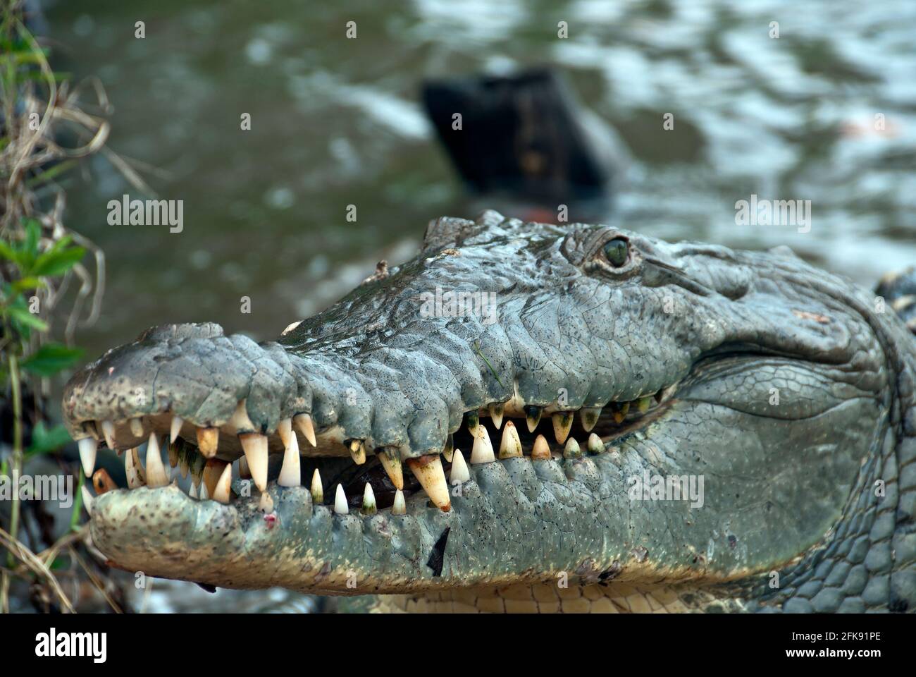 American crocodile crocodylus acutus in water hi-res stock photography ...