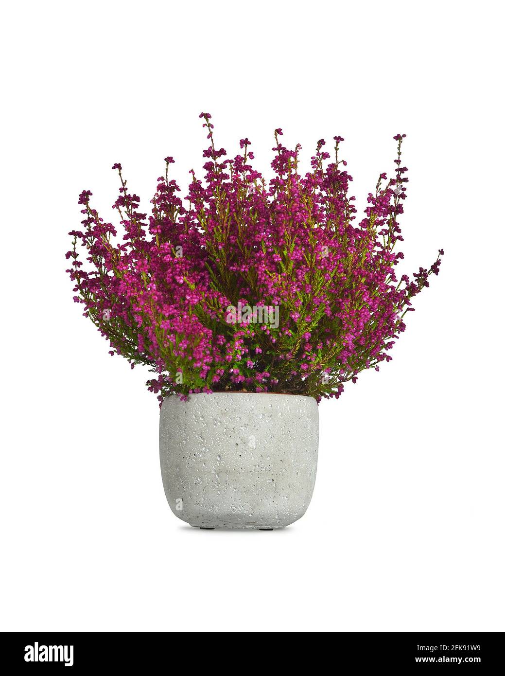 Erica erica Cut Out Stock Images & Pictures - Alamy