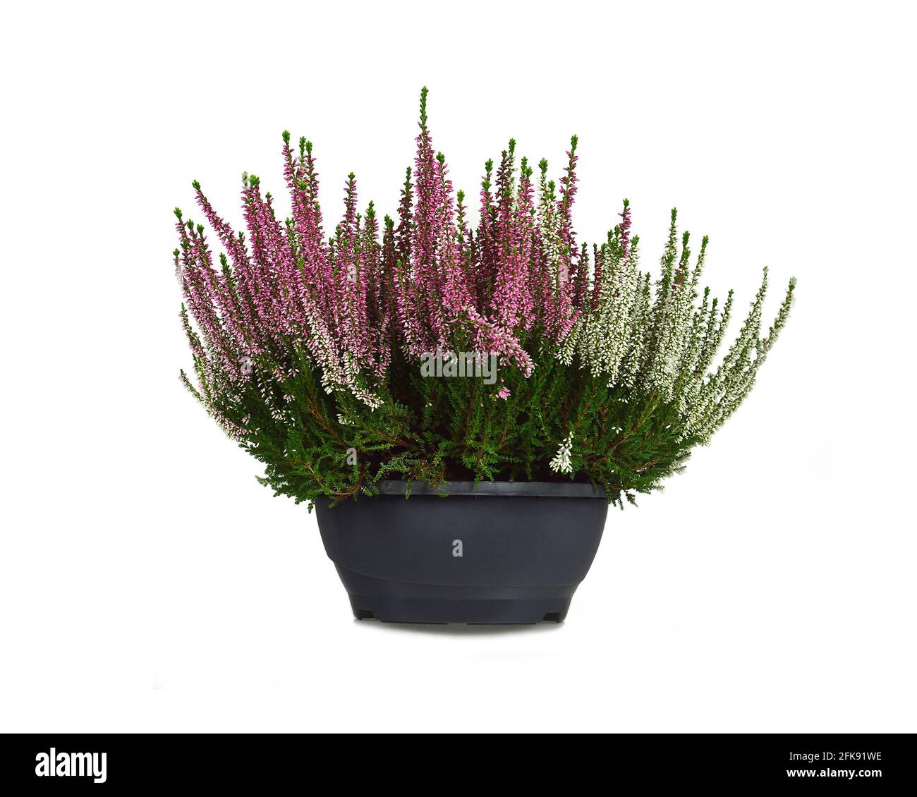 Heather field background flower Cut Out Stock Images & Pictures - Alamy