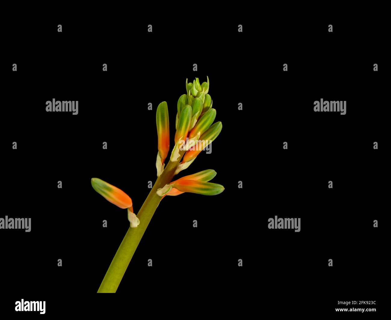 Top of a lace aloe flower raceme with orange and green sprouting ...