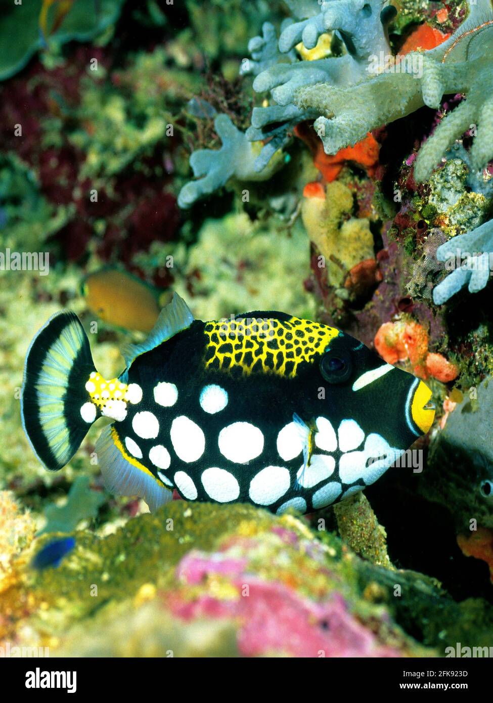 Clown triggerfish (Balistoides conspicillum), Solomon Islands Stock ...
