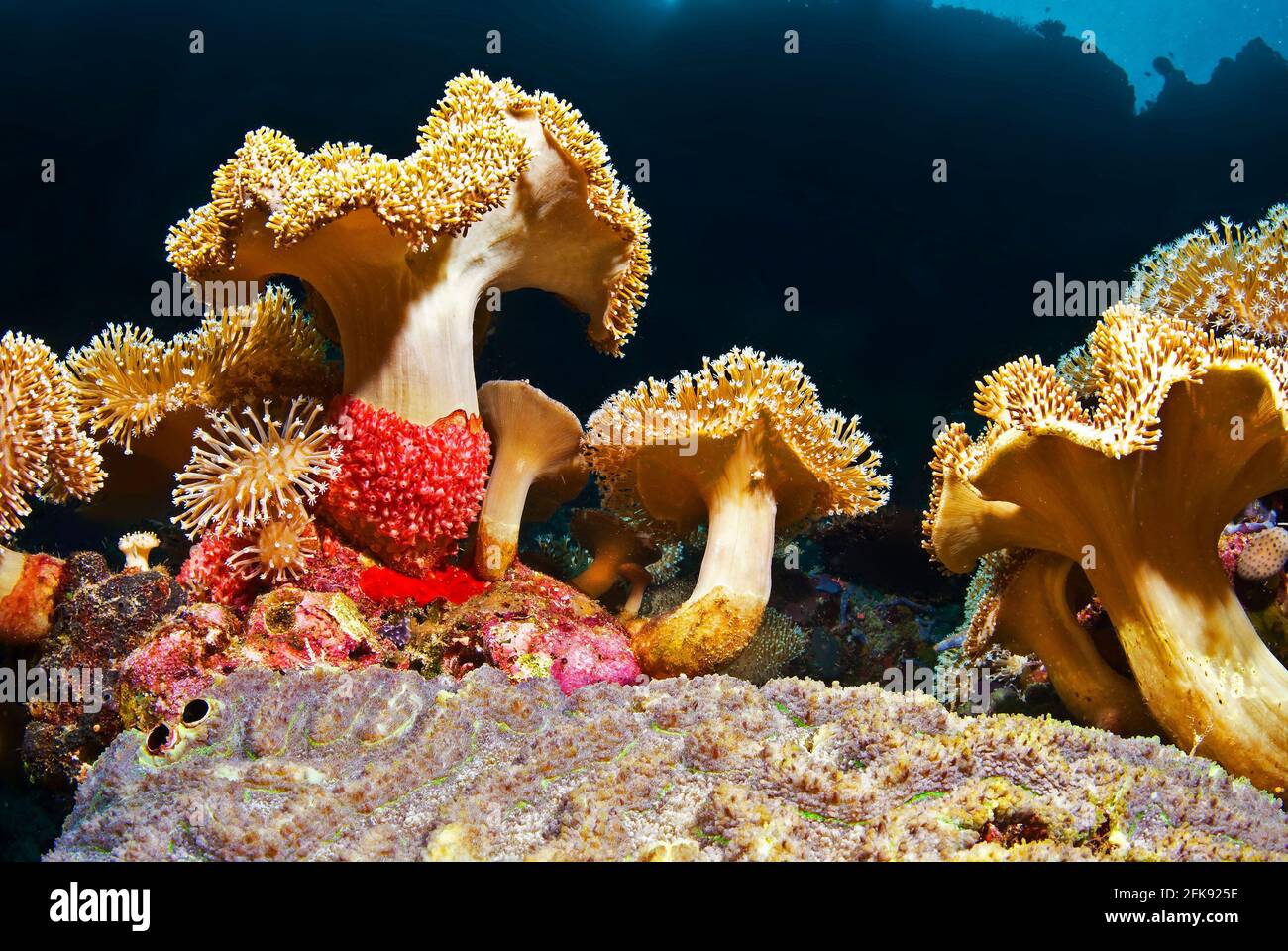 Underwater garden hi-res stock photography and images - Alamy
