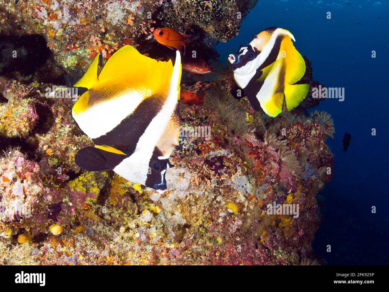 Pair of masked bannerfish (Heniochus monoceros), Solomon Islands Stock ...