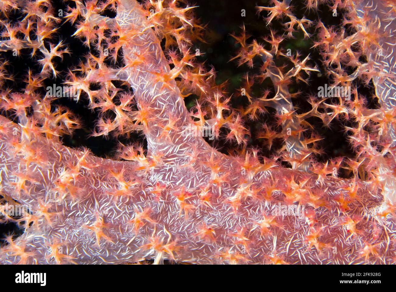 Close-up of orange soft coral, polyps extended, Solomon Islands Stock ...
