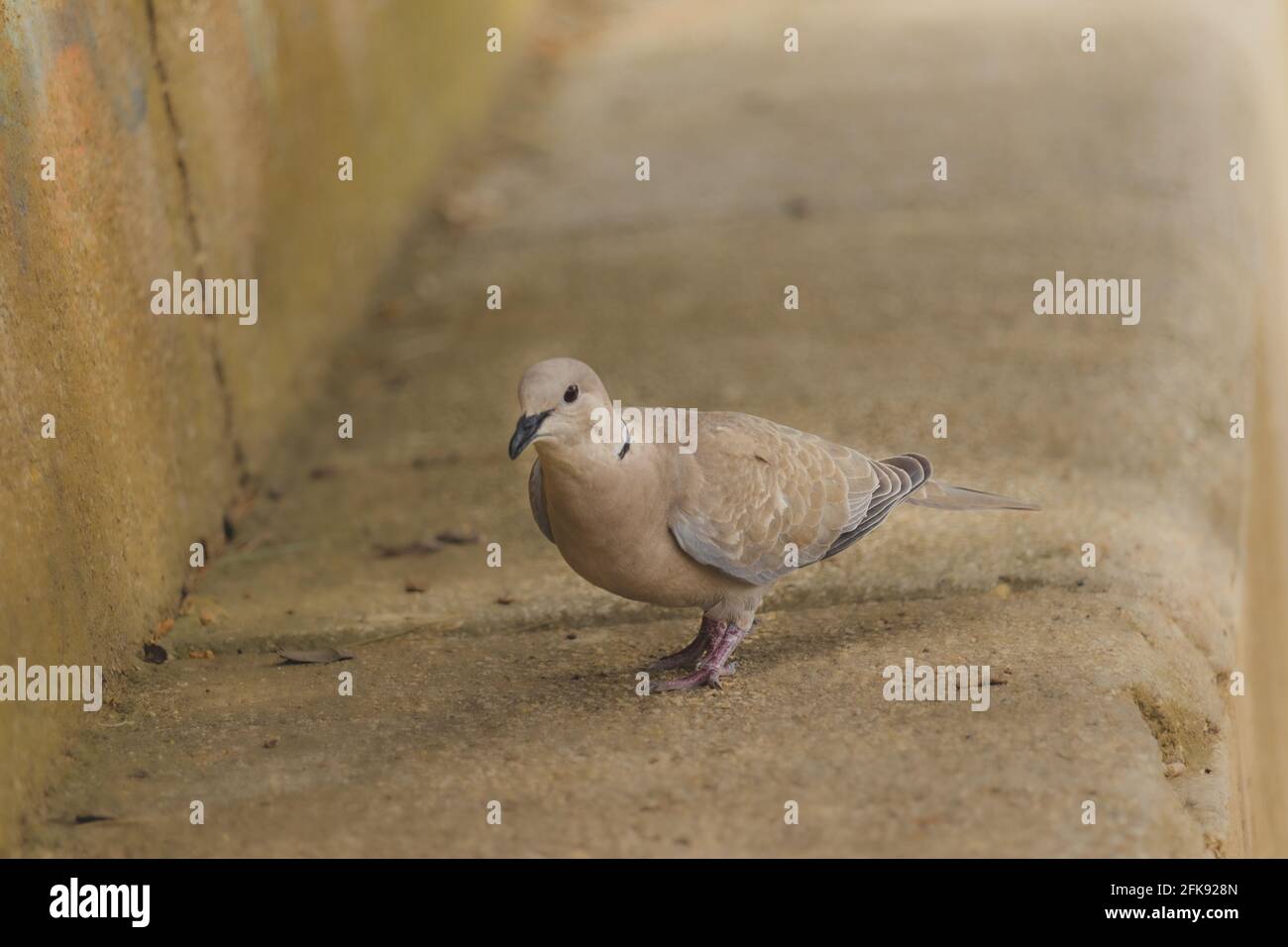 Laughing pigeon hi-res stock photography and images - Alamy