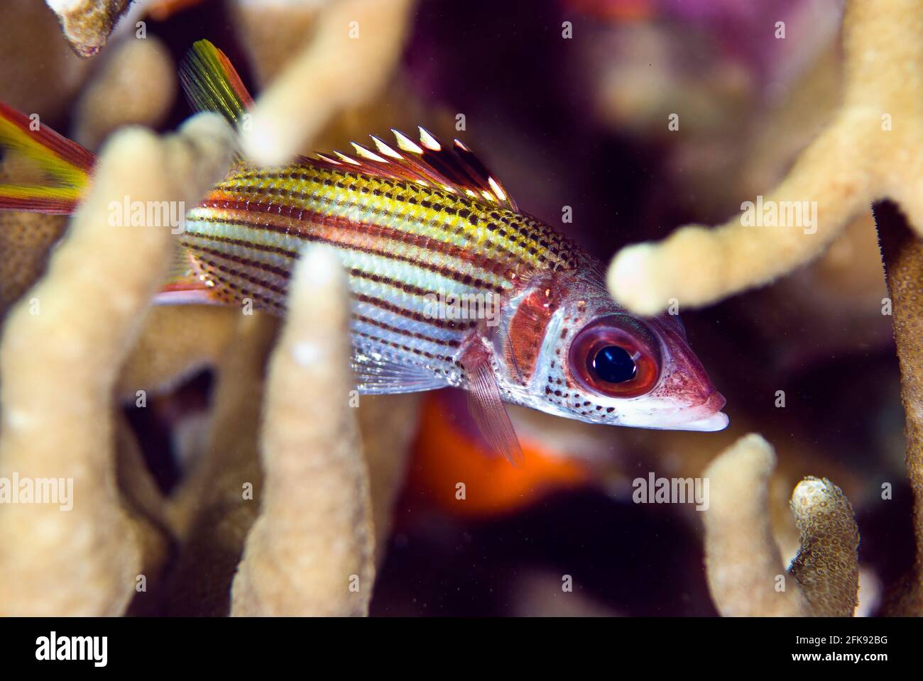 Sammara squirrelfish hi-res stock photography and images - Alamy