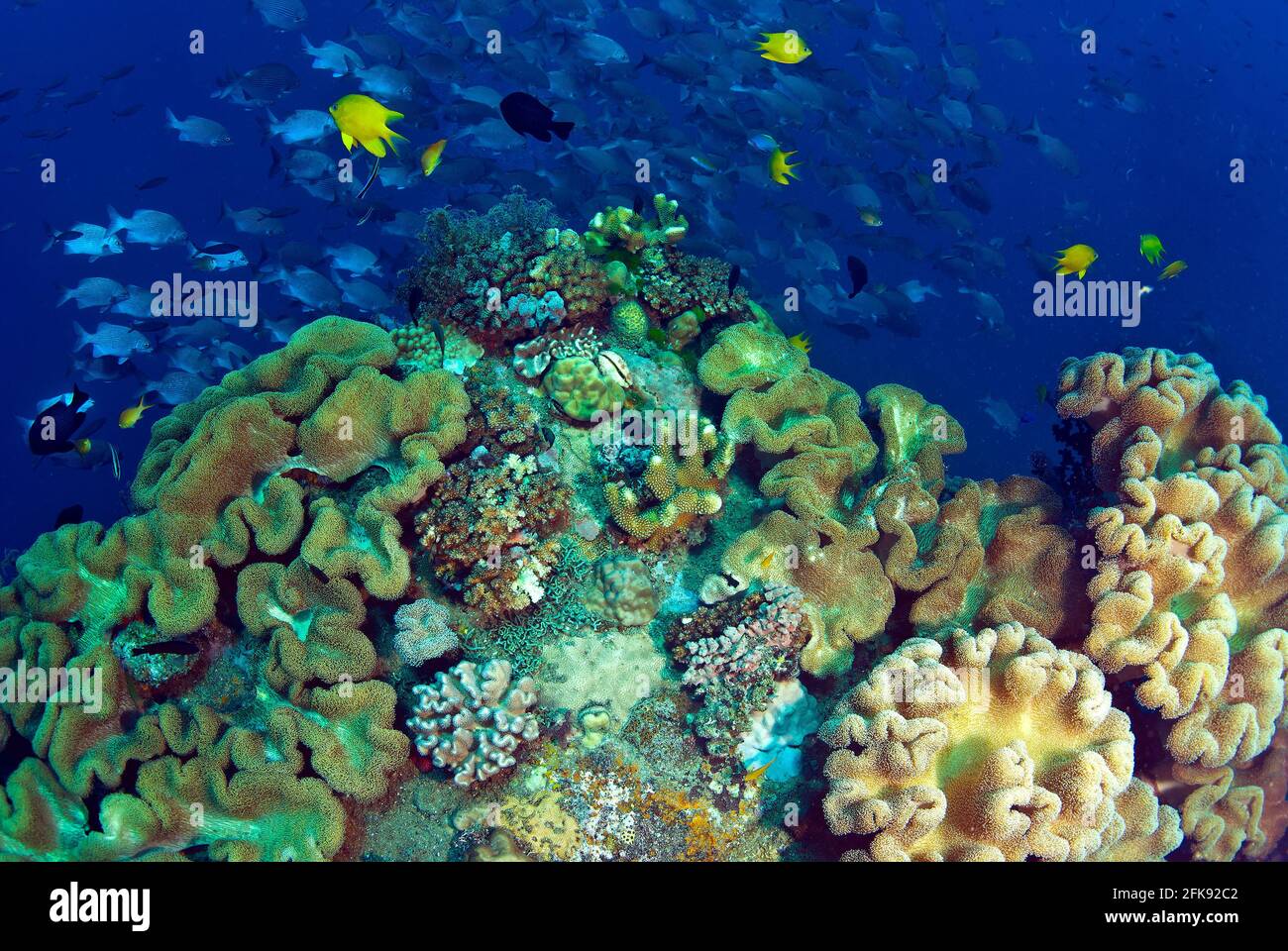 Huge cloud of fish over leather coral-covered deck of the Hirokawa Maru ...