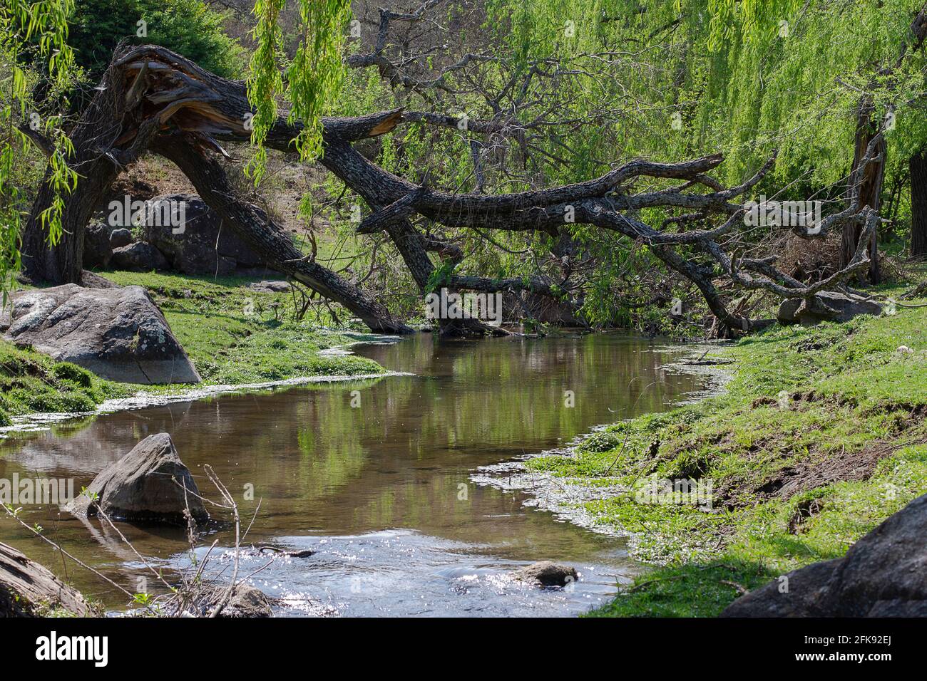Fallen tree stream water hi-res stock photography and images - Alamy