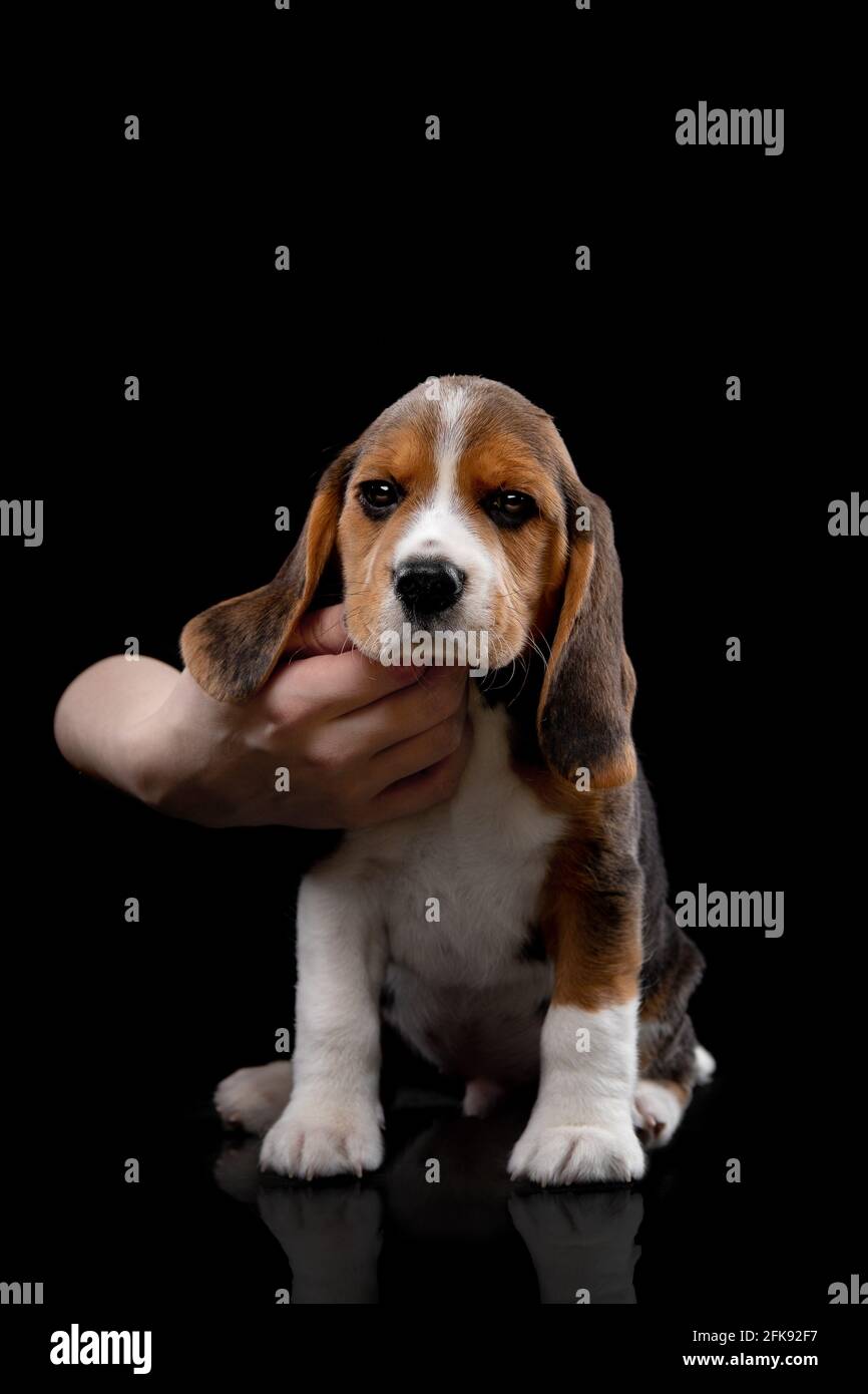 Beagle eyes hi-res stock photography and images - Alamy