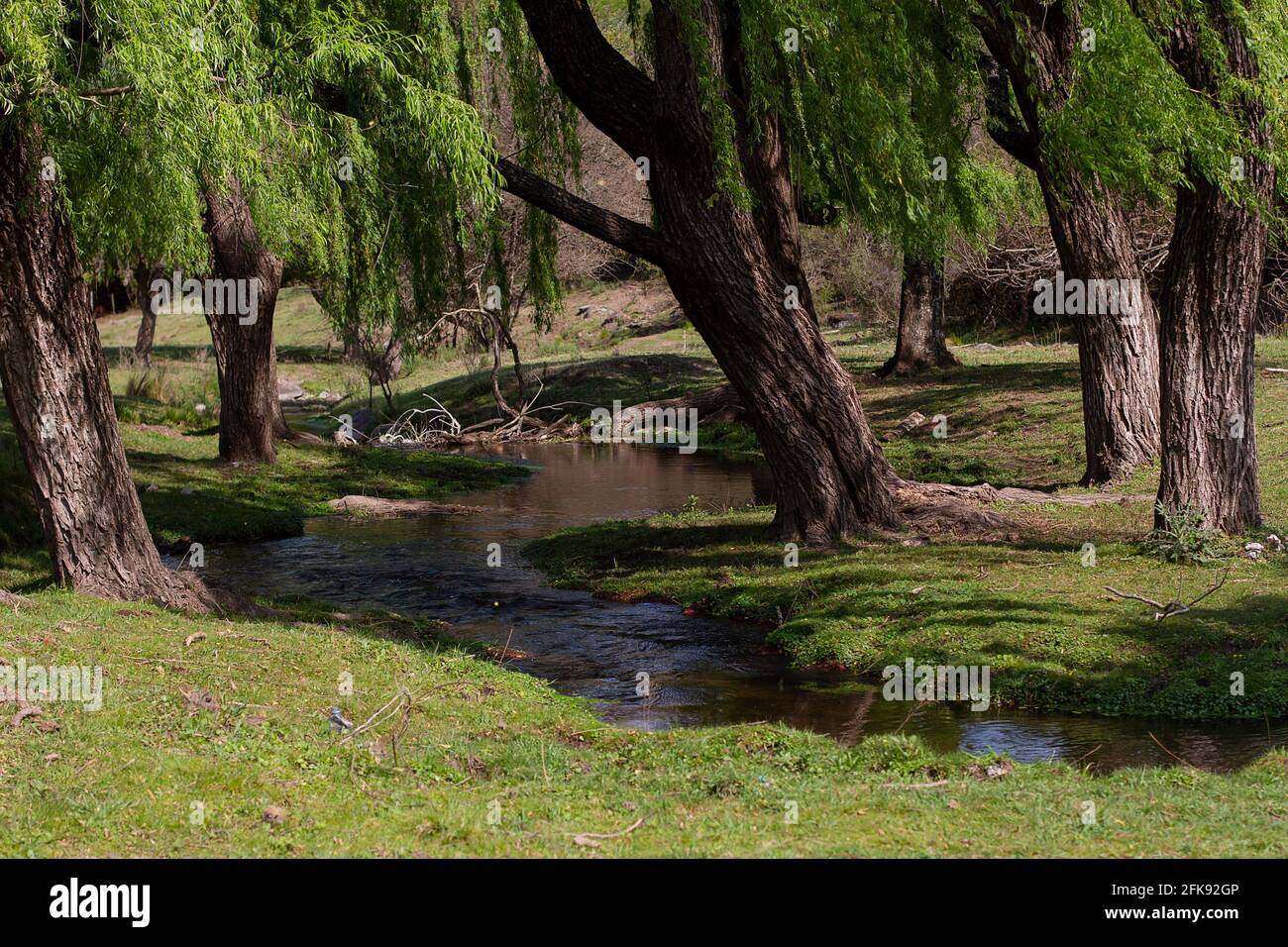 winding stream between trees Stock Photo - Alamy