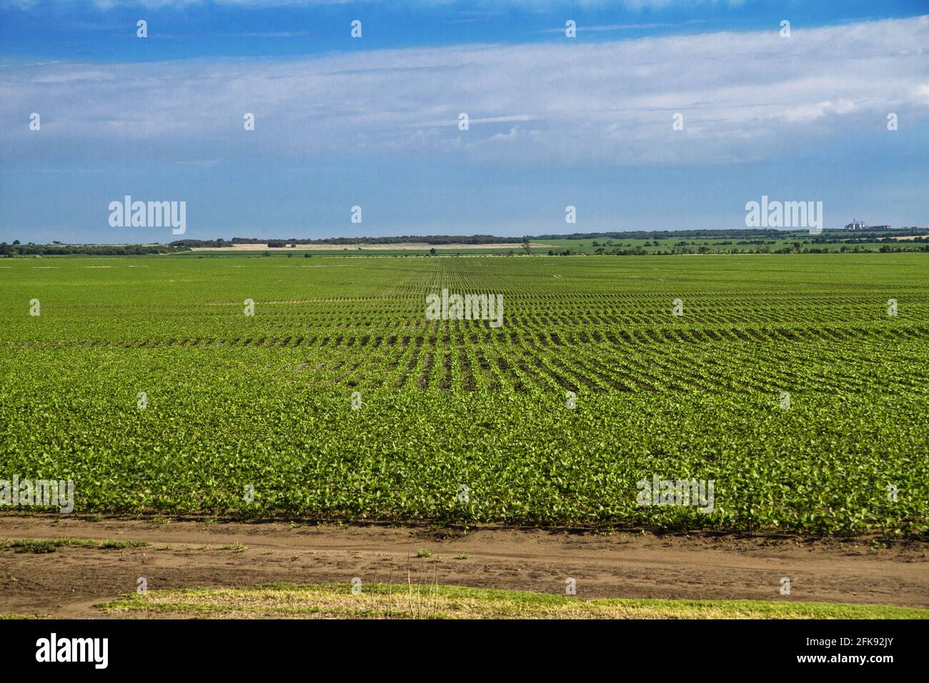 Field soybean fields soybeans hi-res stock photography and images - Alamy