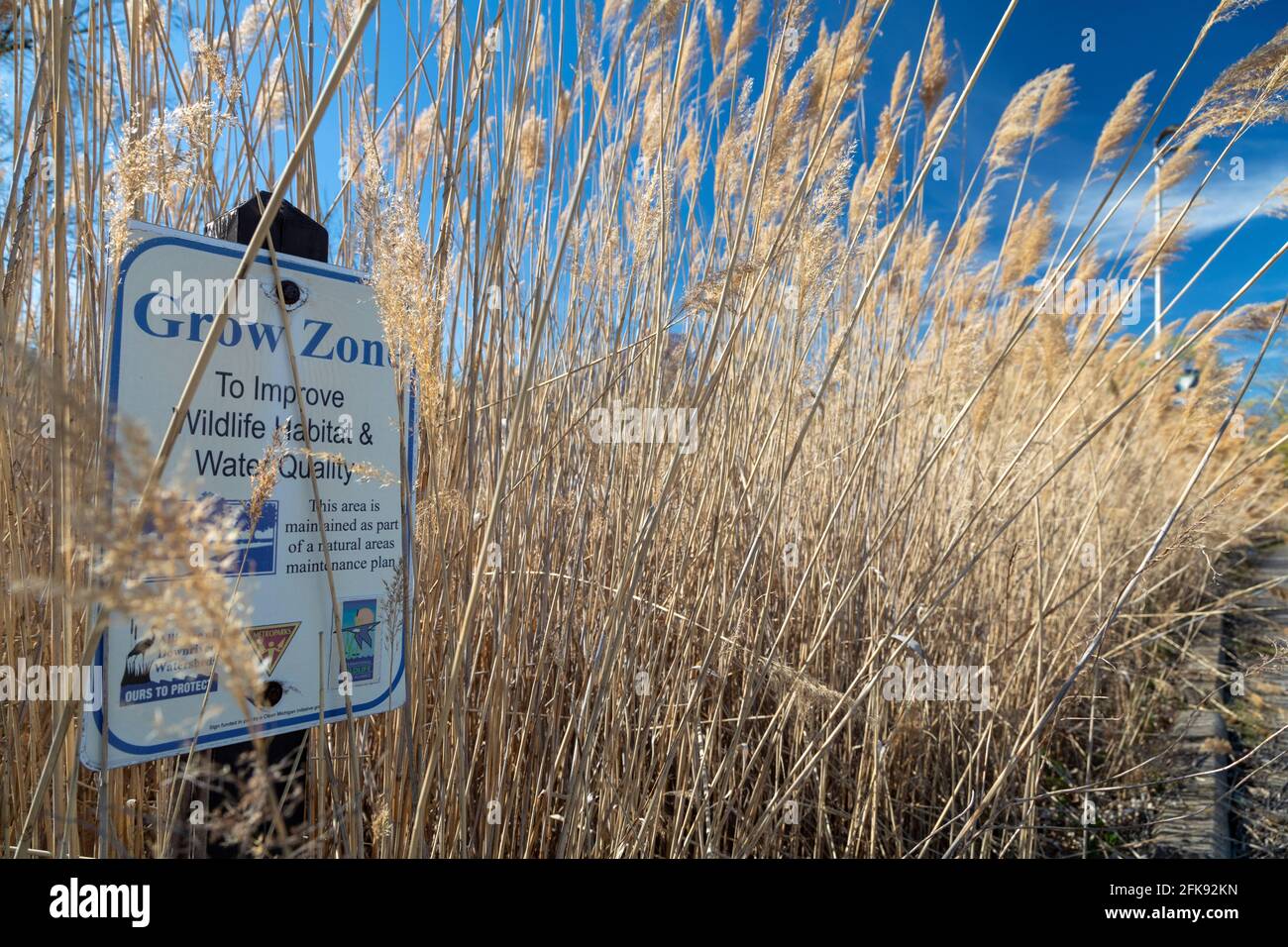 Rockwood, Michigan - Non-native phragmites (Phragmites australis ...