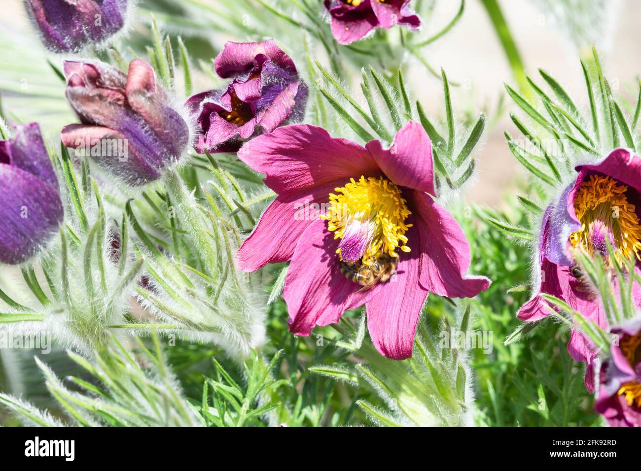 Red Pasque flower, Pulsatilla vulgaris Stock Photo - Alamy