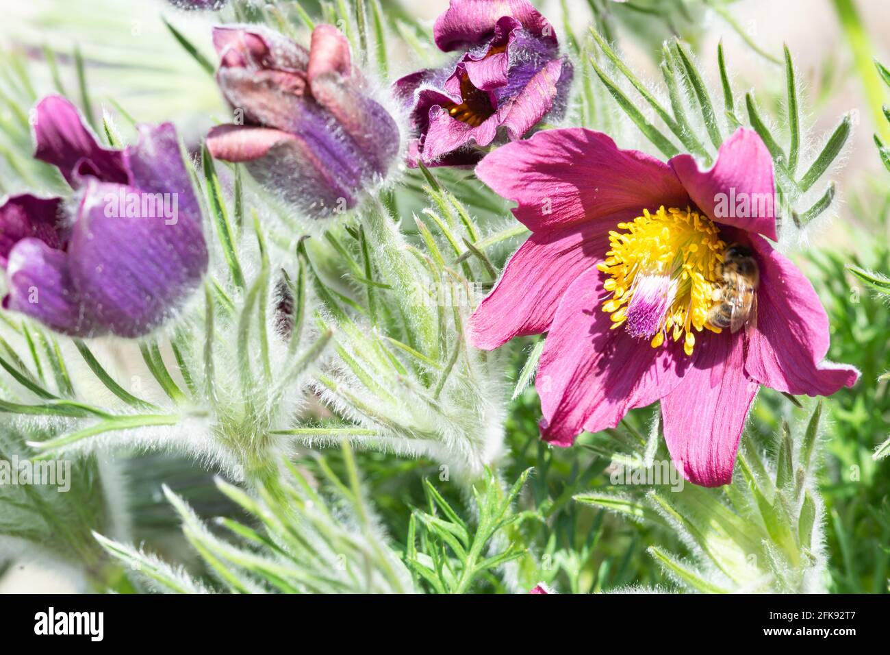 Red Pasque flower, Pulsatilla vulgaris Stock Photo - Alamy
