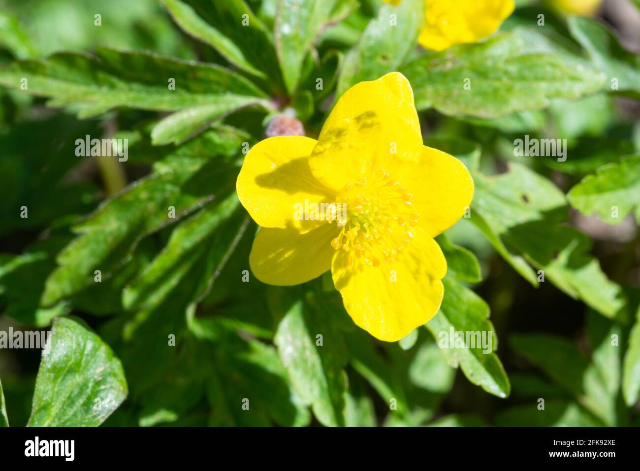 Yellow anemone, Anemone ranunculoides Stock Photo - Alamy