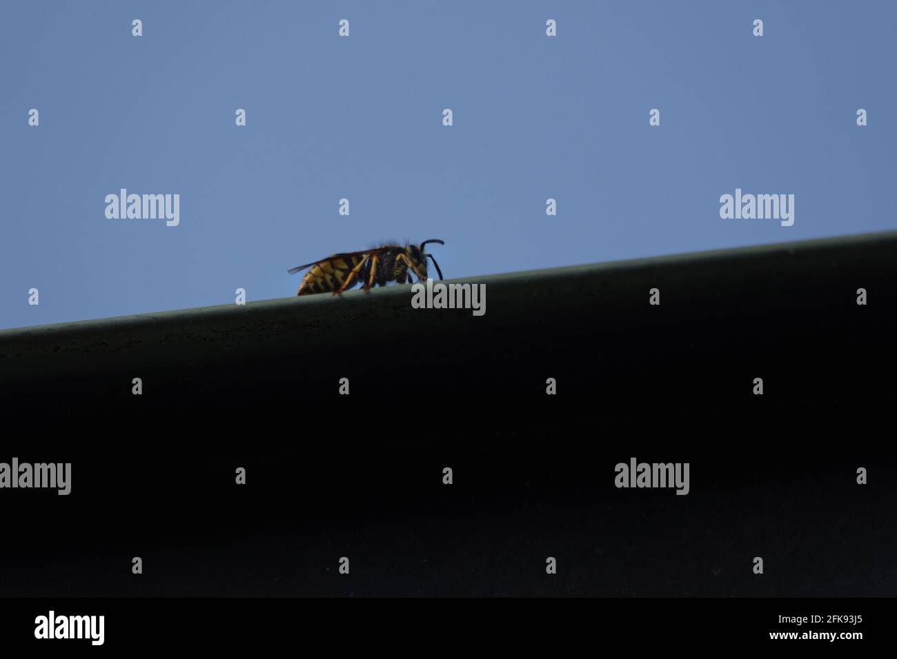 a wasp crawling on the edge of a roof Stock Photo - Alamy