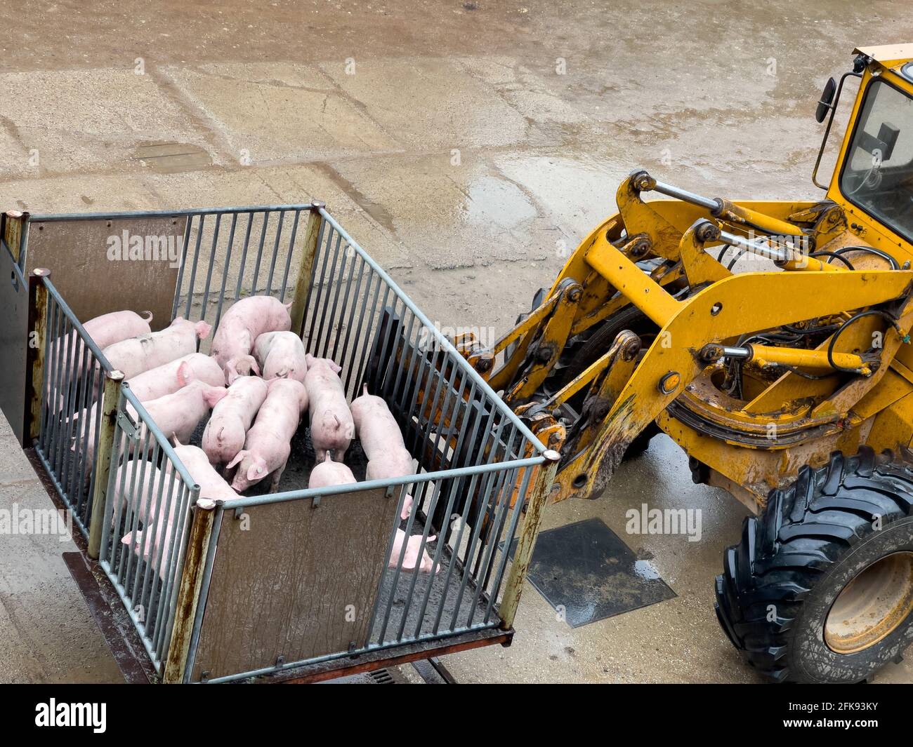 young pigs are transferred with a wheel loader in a pig farm Stock ...