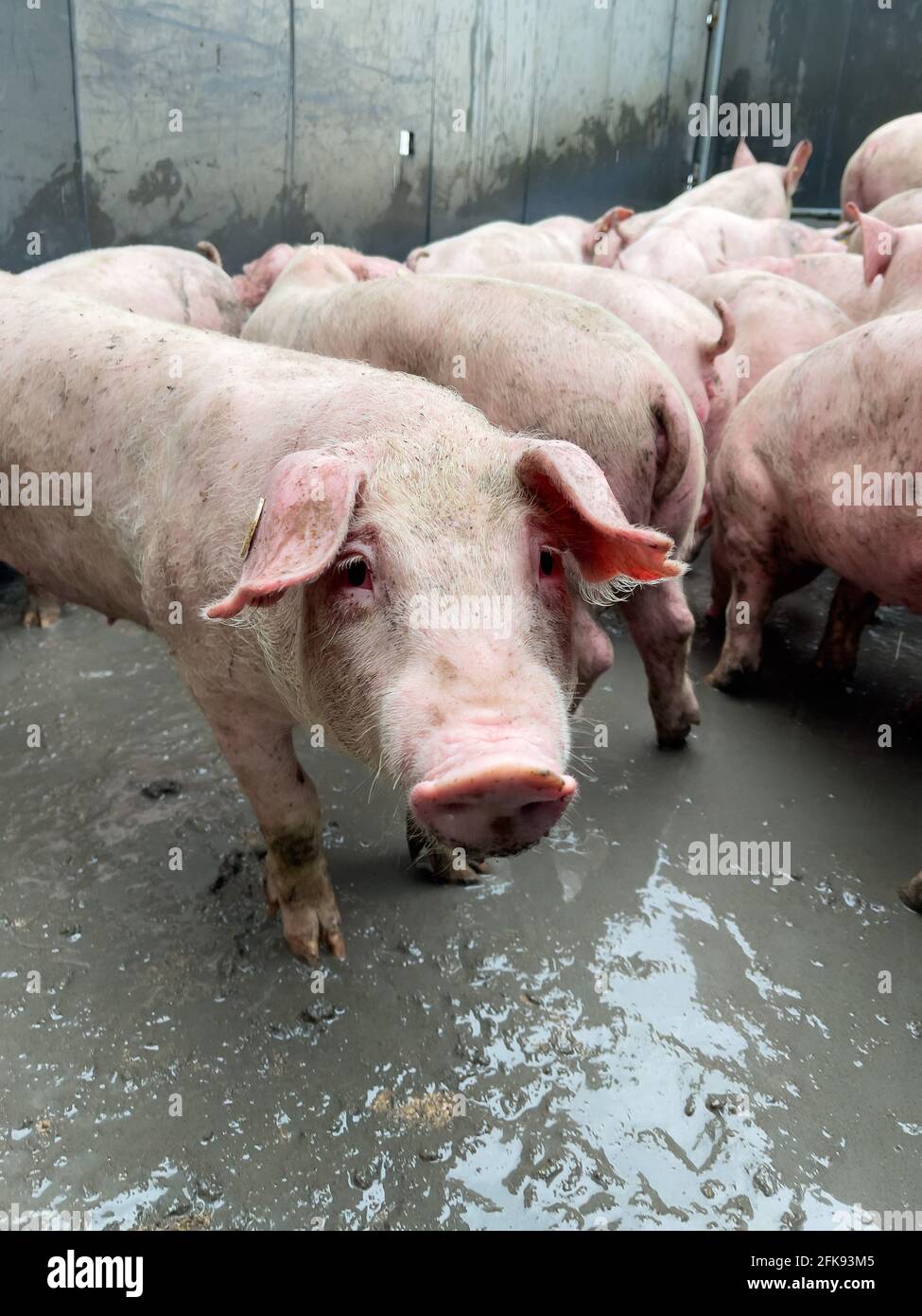 many young pigs standing in a fence in a pig farm Stock Photo - Alamy
