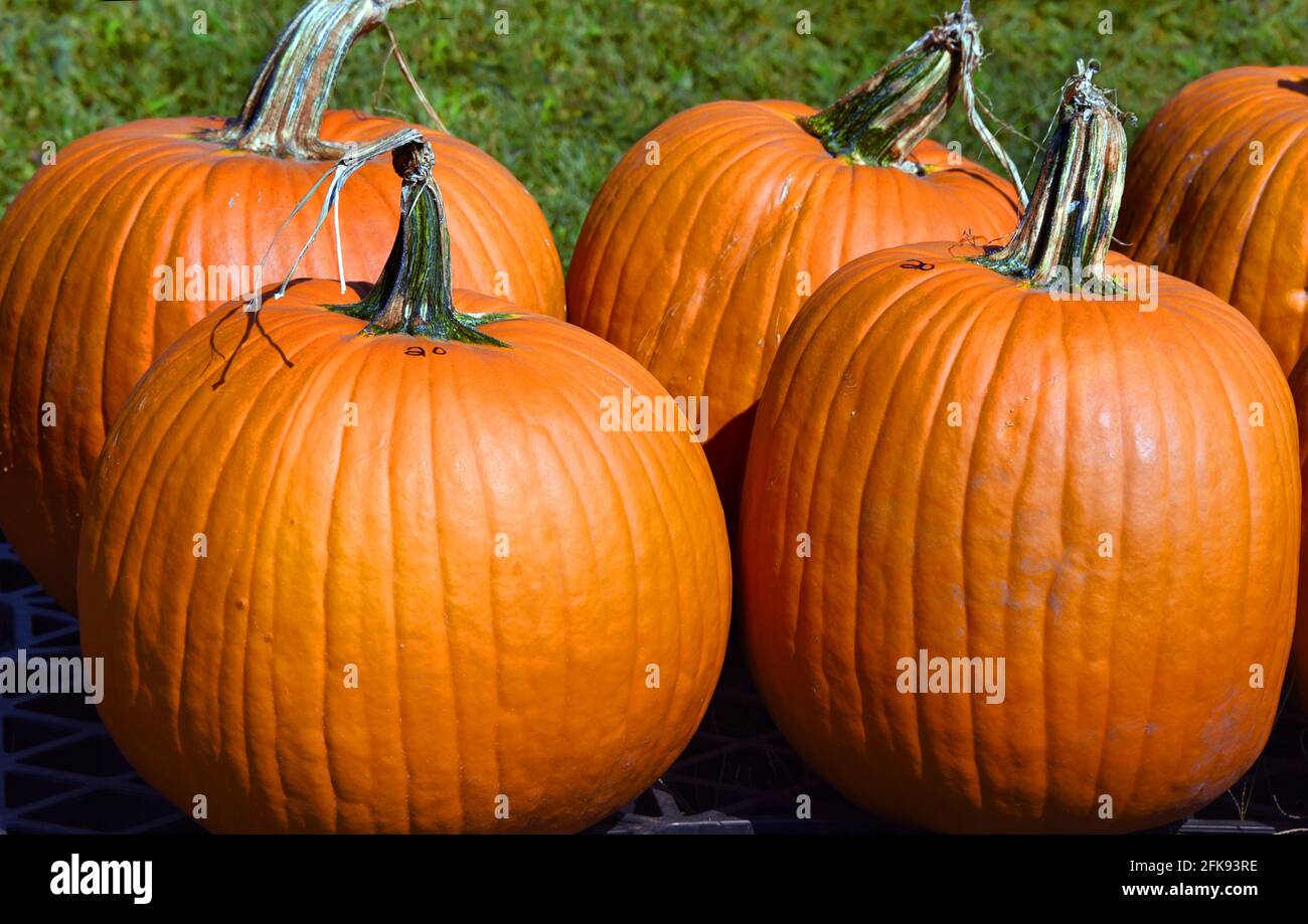 Row of orange pumpkins are ready for purchase. Each is marked twenty ...