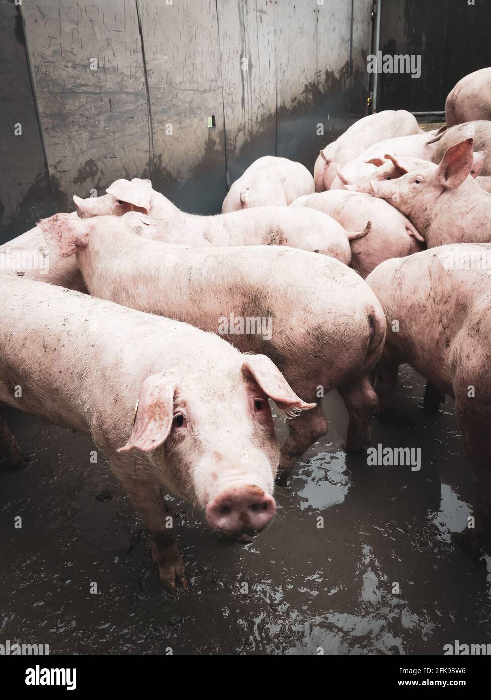 many young pigs standing in a fence in a pig farm Stock Photo - Alamy