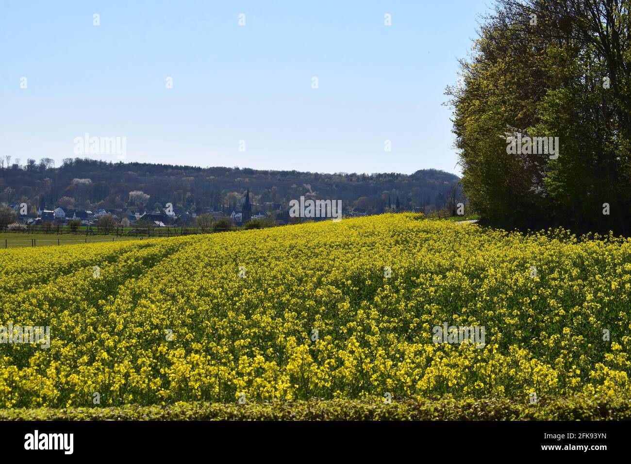 Yellow blooming spring fields hi-res stock photography and images - Alamy