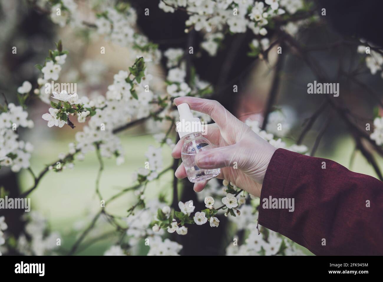 Hands in gloves holding alcohol spray or anti bacteria spray to prevent ...