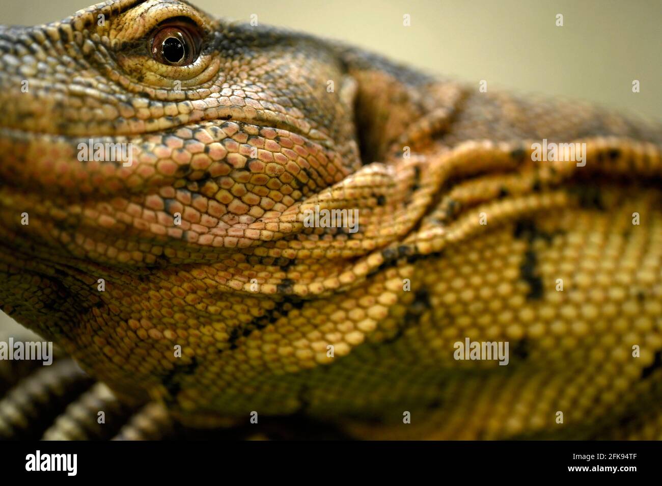 Bangkok, Thailand. 29th Apr, 2021. A close up of a lizard on a fence in ...