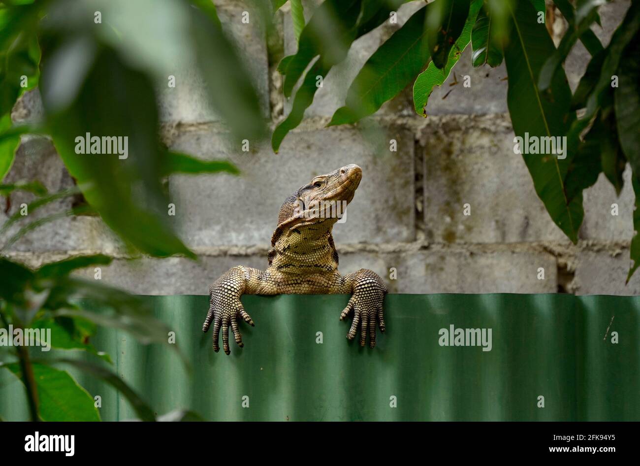 Bangkok, Thailand. 29th Apr, 2021. A monitor lizard is seen on a fence ...