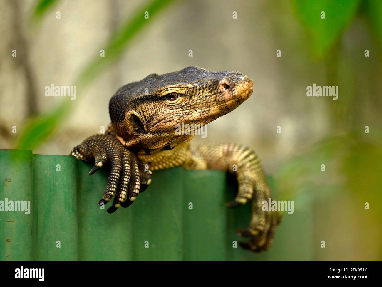 Bangkok, Thailand. 29th Apr, 2021. A monitor lizard is seen on a fence ...