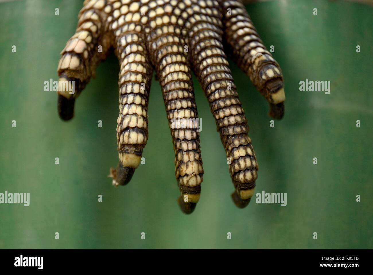 Well developed limbs hi-res stock photography and images - Alamy