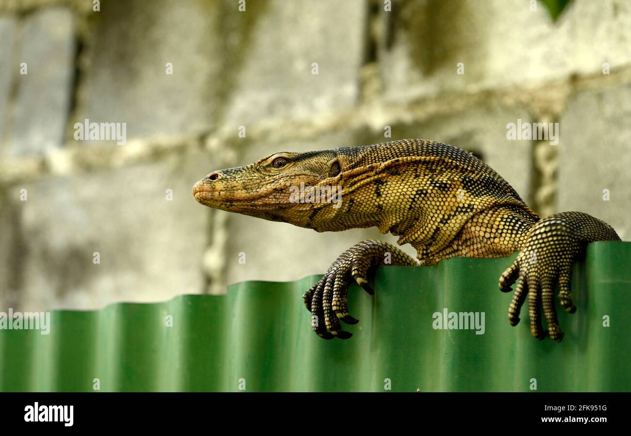 Bangkok, Thailand. 29th Apr, 2021. A close up of a monitor lizard with ...