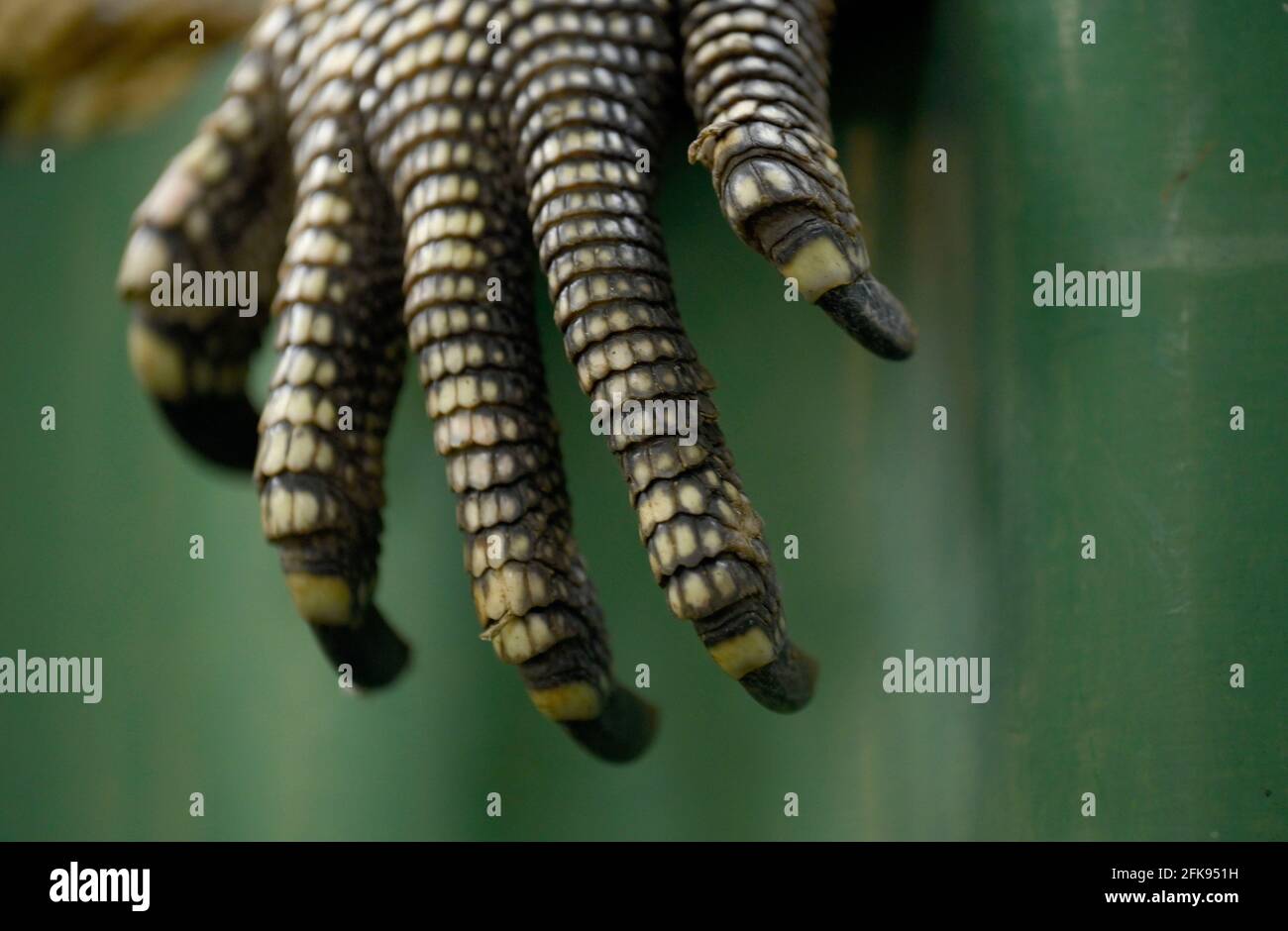 Bangkok, Thailand. 29th Apr, 2021. A close up of the claws of a Monitor ...