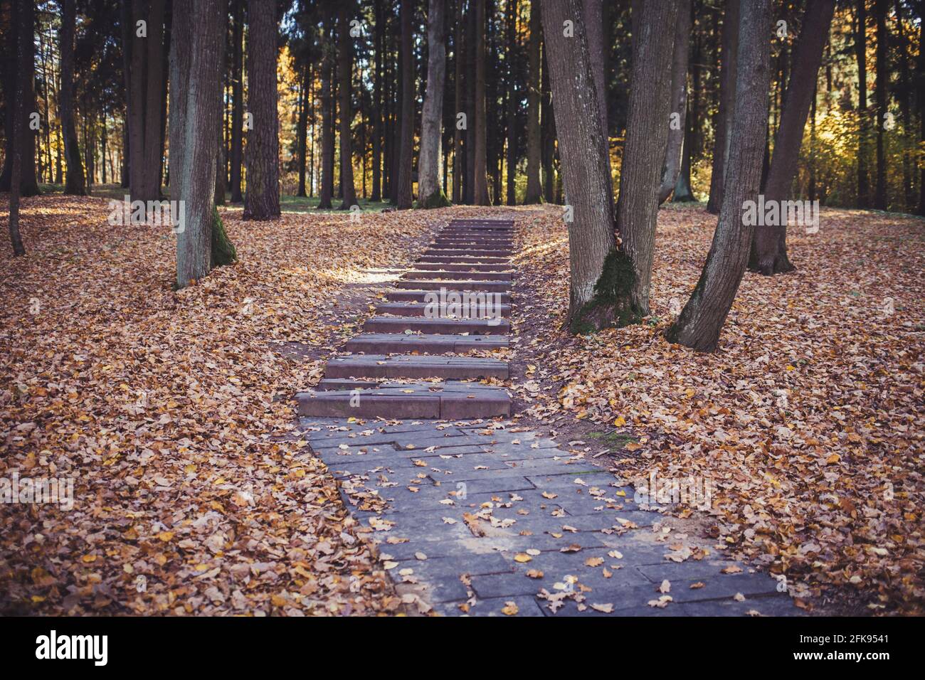 autumn landscape. steps in the forest Stock Photo - Alamy