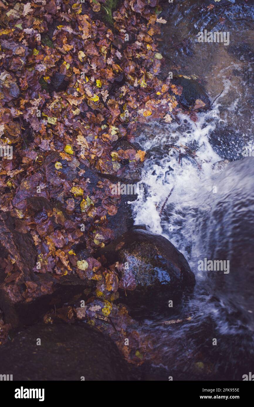 Strong water stream forest in hi-res stock photography and images - Alamy