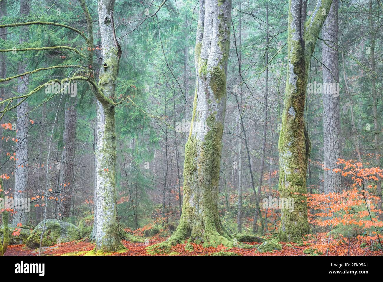 Large mossy tree branches hi-res stock photography and images - Alamy
