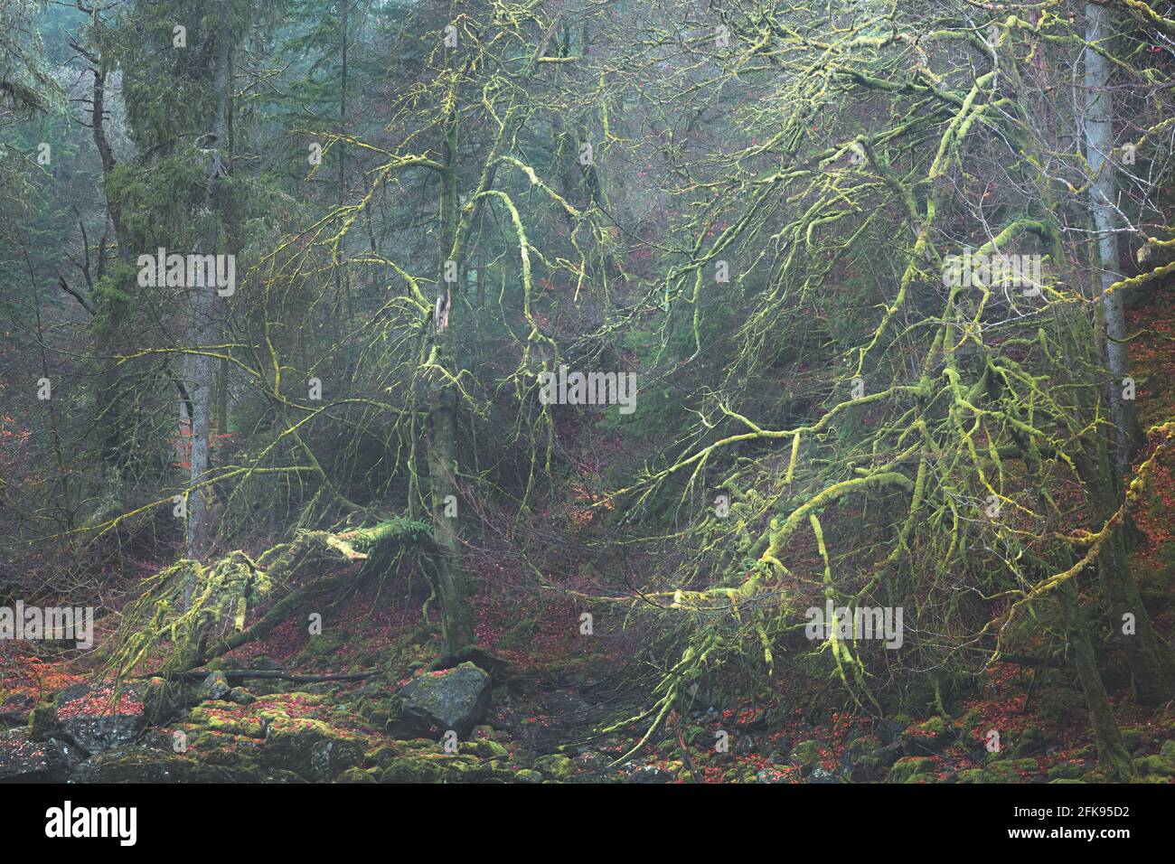 Dark ominous tree in woodland hi-res stock photography and images - Alamy