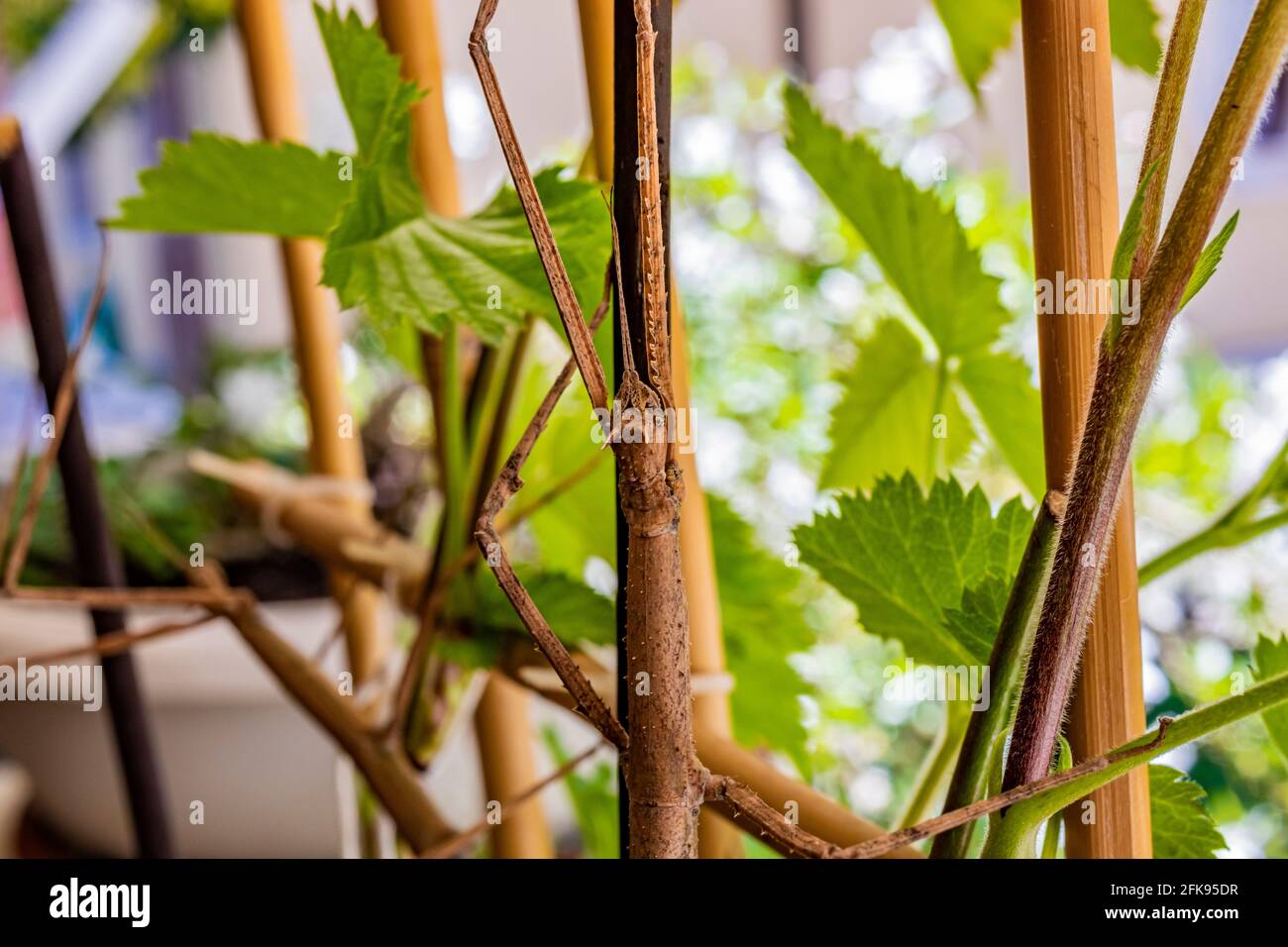 A stick insect, raised as a pet, camouflages itself, motionless on the ...