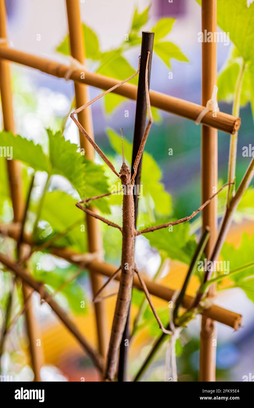 Walking stick insect on branch hi-res stock photography and images - Alamy