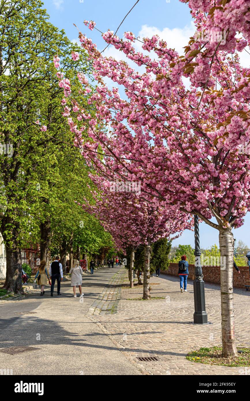 People walking on a promenade with cherry blossoms in the Buda Castle ...