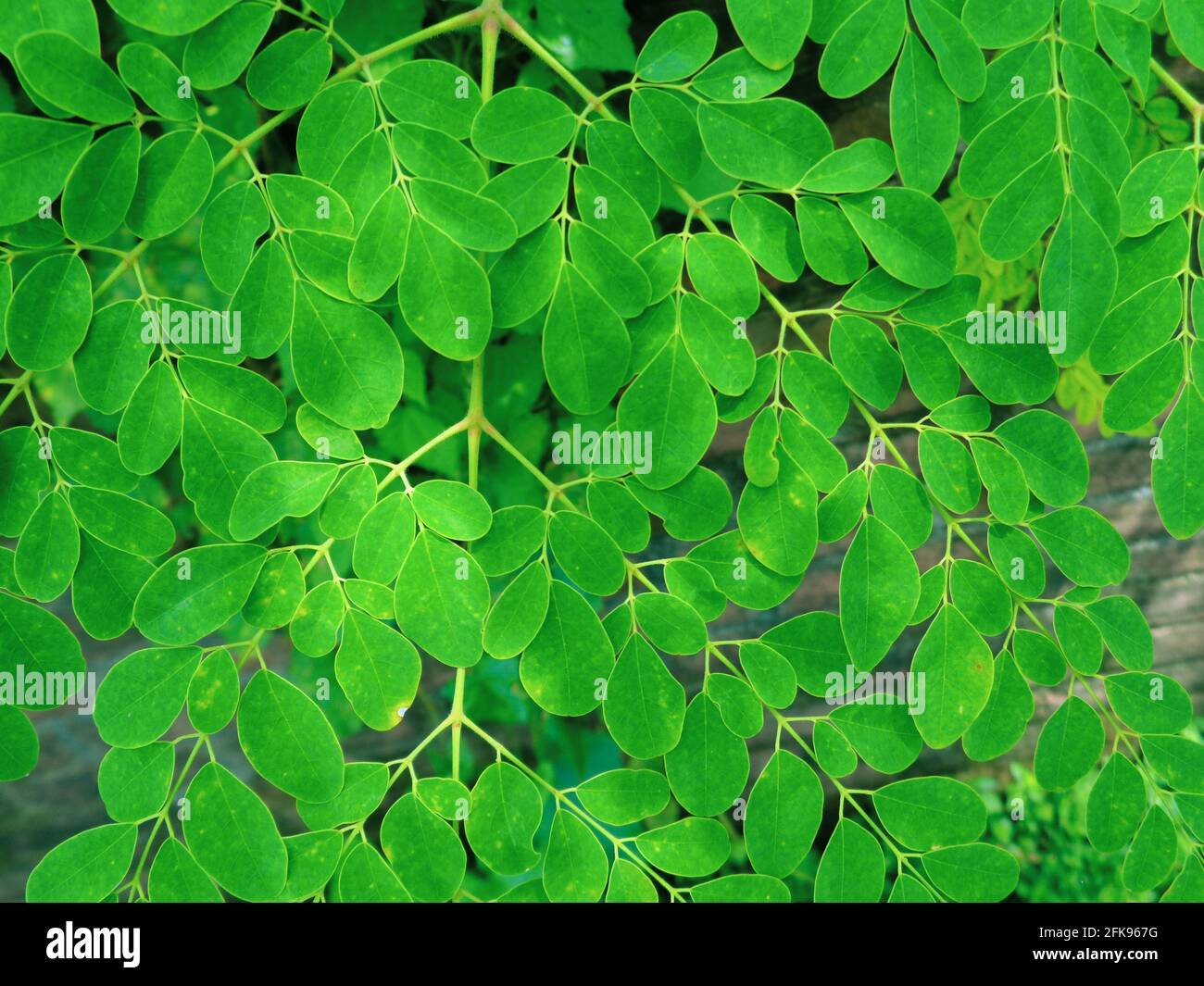 Natural Moringa leaves Tree Green Background. Fresh Green Moringa ...