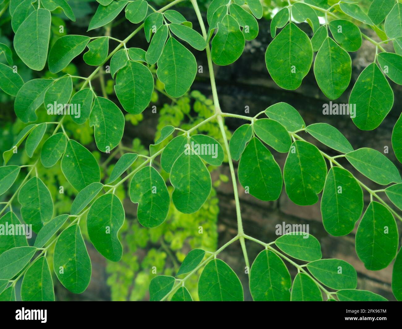 Natural Moringa leaves Tree Green Background. Fresh Green Moringa ...