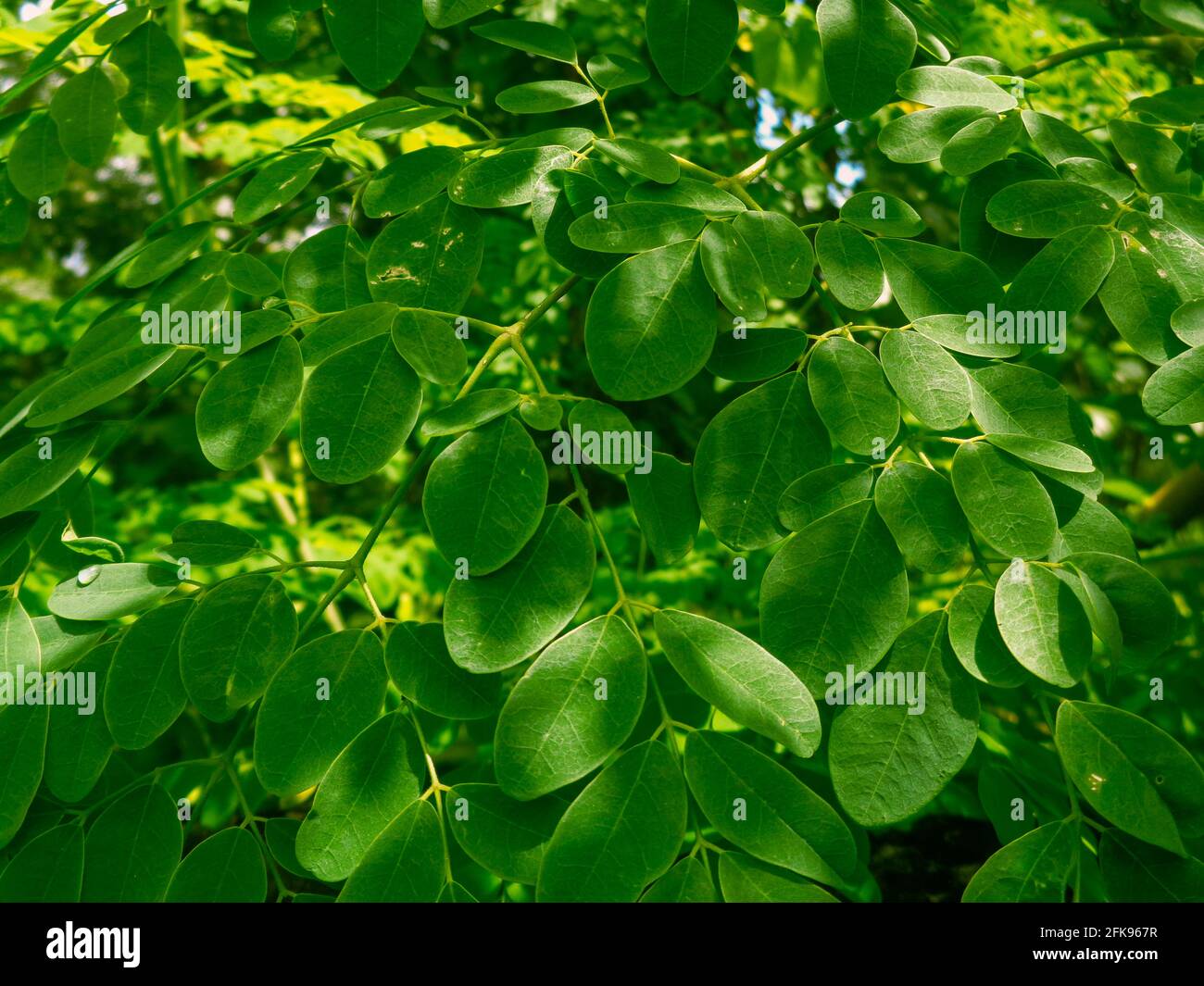 Natural Moringa leaves Green Background Stock Photo - Alamy