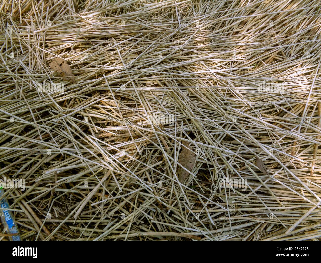 Corchorus hi-res stock photography and images - Alamy
