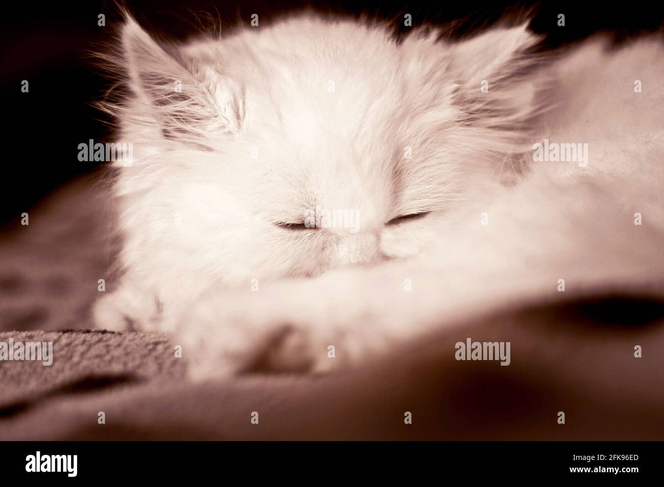 charming white fluffy cat sleeping on the bed Stock Photo - Alamy