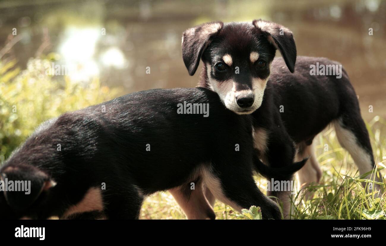 Two puppies play hi-res stock photography and images - Alamy